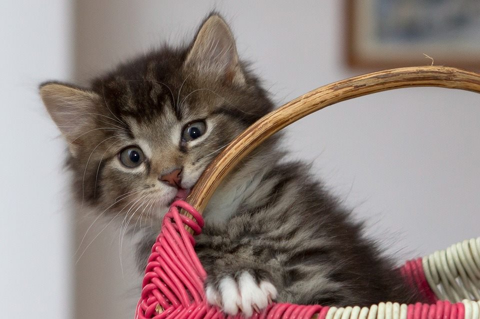 Mačji kašlji, ruke u vatri i dlake na jeziku: Kako su nastali popularni ...